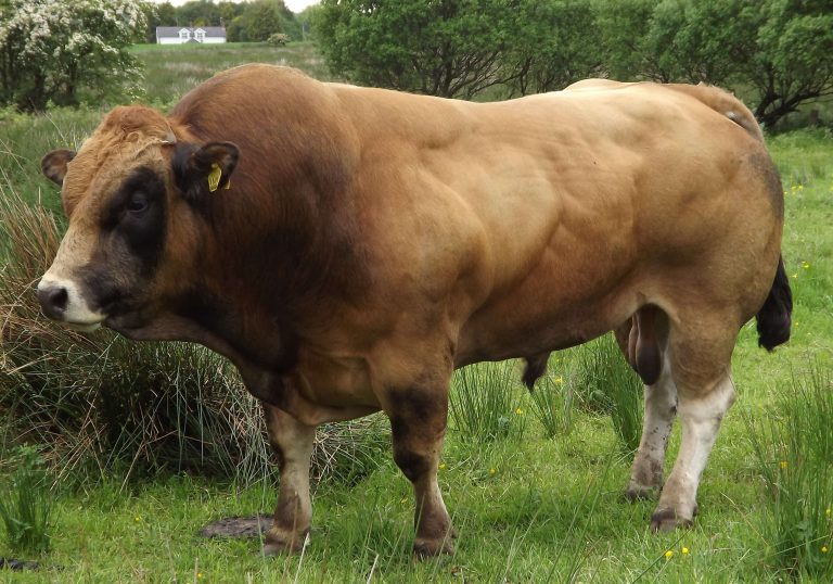 Parthenaise - Sayfa 2 / 2 - Livestock Capital