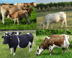 Mixed Breed - Livestock Capital