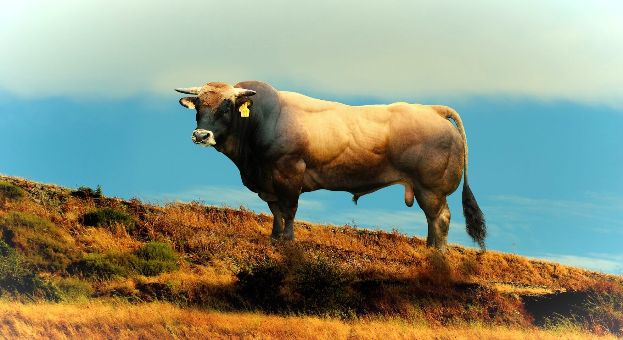 Sources Of Supply Spain - Livestock Capital