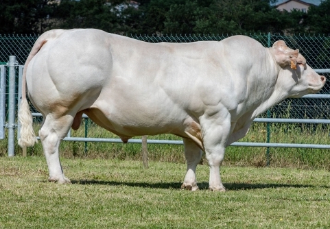 Charolais - Sayfa 2 / 2 - Livestock Capital