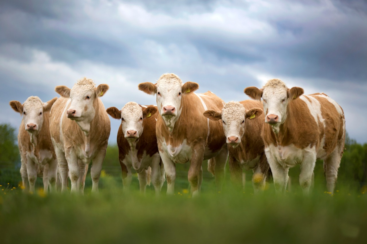 Heifer - Sayfa 2 / 2 - Livestock Capital