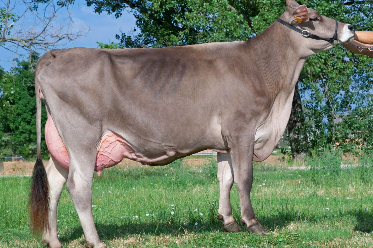 Heifer - Sayfa 2 / 2 - Livestock Capital